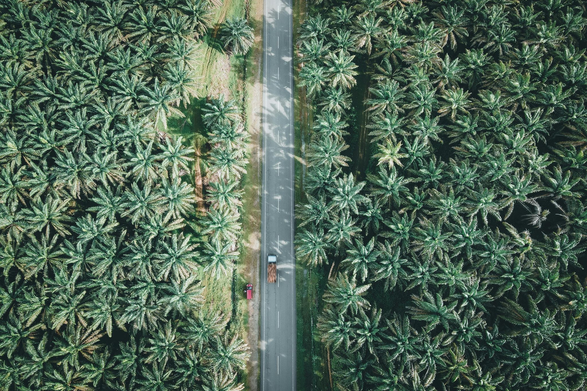 EUDR Compliance for Palm Oil Supply Chains
